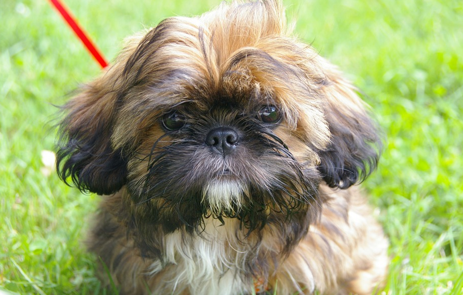 Shih Tzu - micuțul "leu" chinezesc - Animalutze.com Rase de câini ...