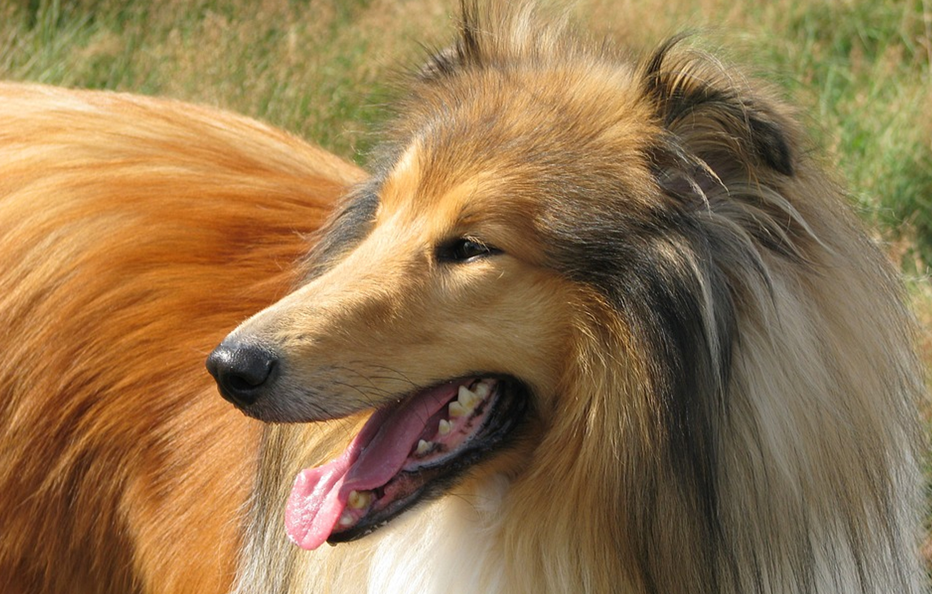 Collie - eleganță și inteligență - Animalutze.com Un câine foarte ...