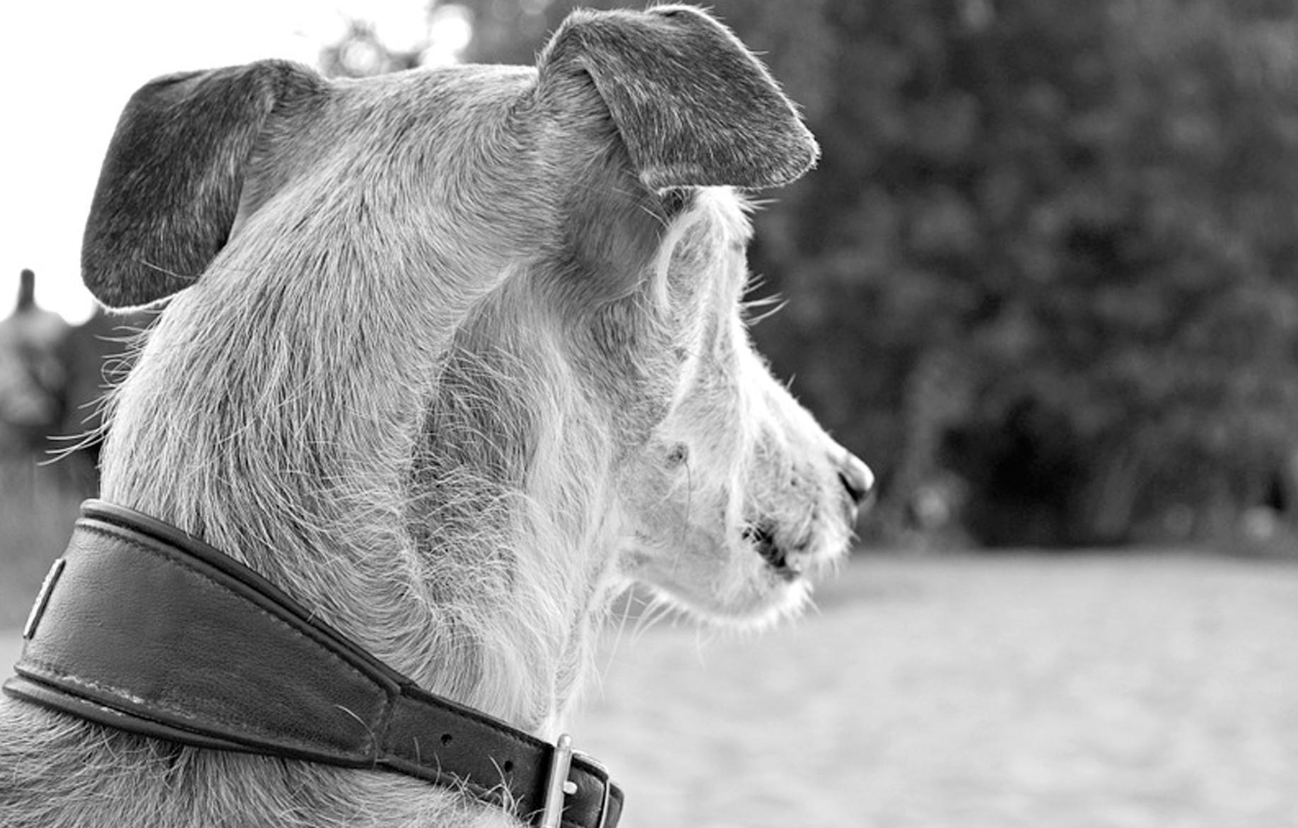 Ogarul Englez (Greyhound) - Originile și caracteristicile rasei Greyhound