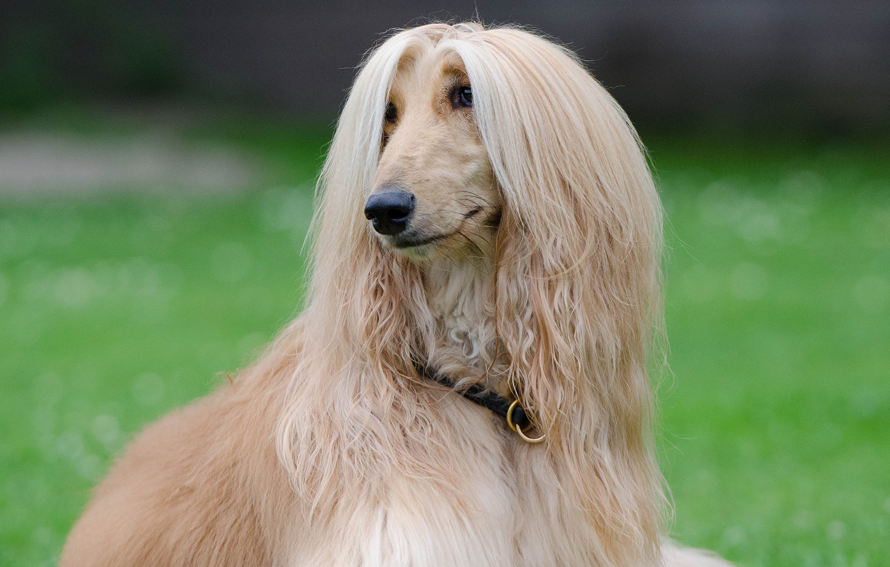 Ogarul Afghan (Afgan) - Animalutze.com Un câine inteligent - Rasă de câini