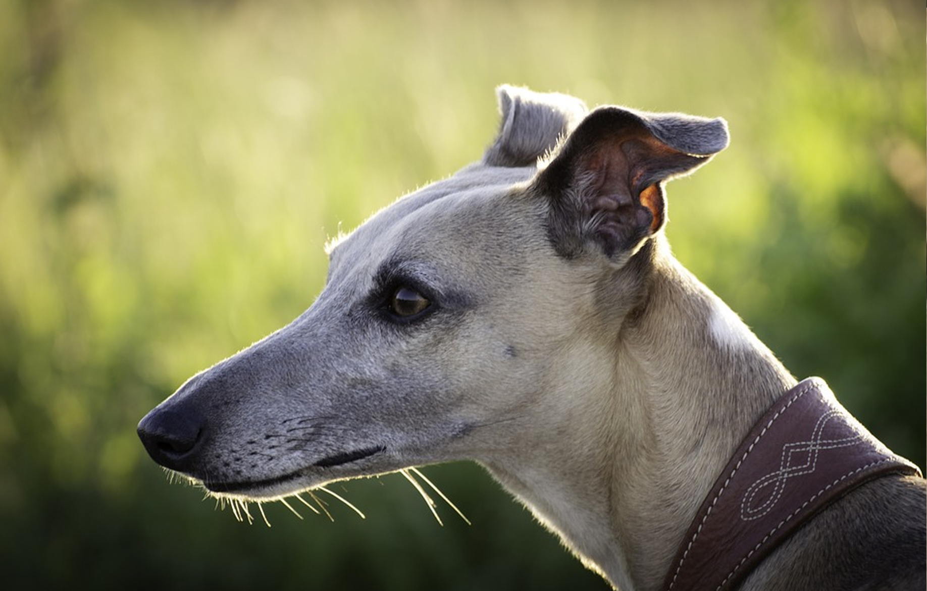 Ogarii Chart Polski (Ogarul Polonez) - Animalutze.com Rase de câini ...