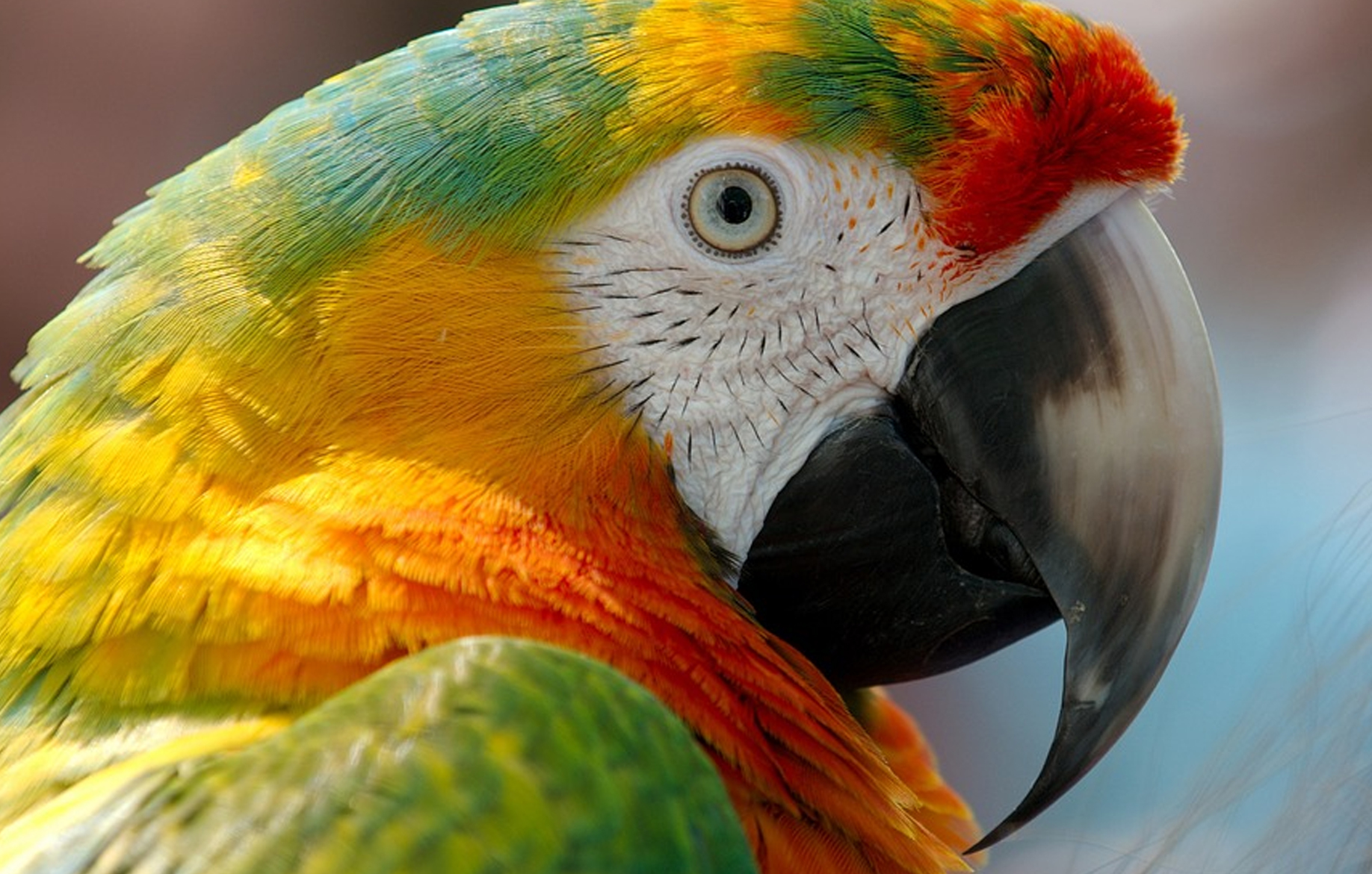Probleme cu ciocul la păsări - Animalutze.com Sănătatea prietenilor ...
