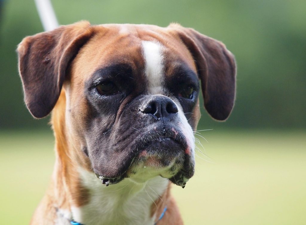 Boxerul - Animalutze.com