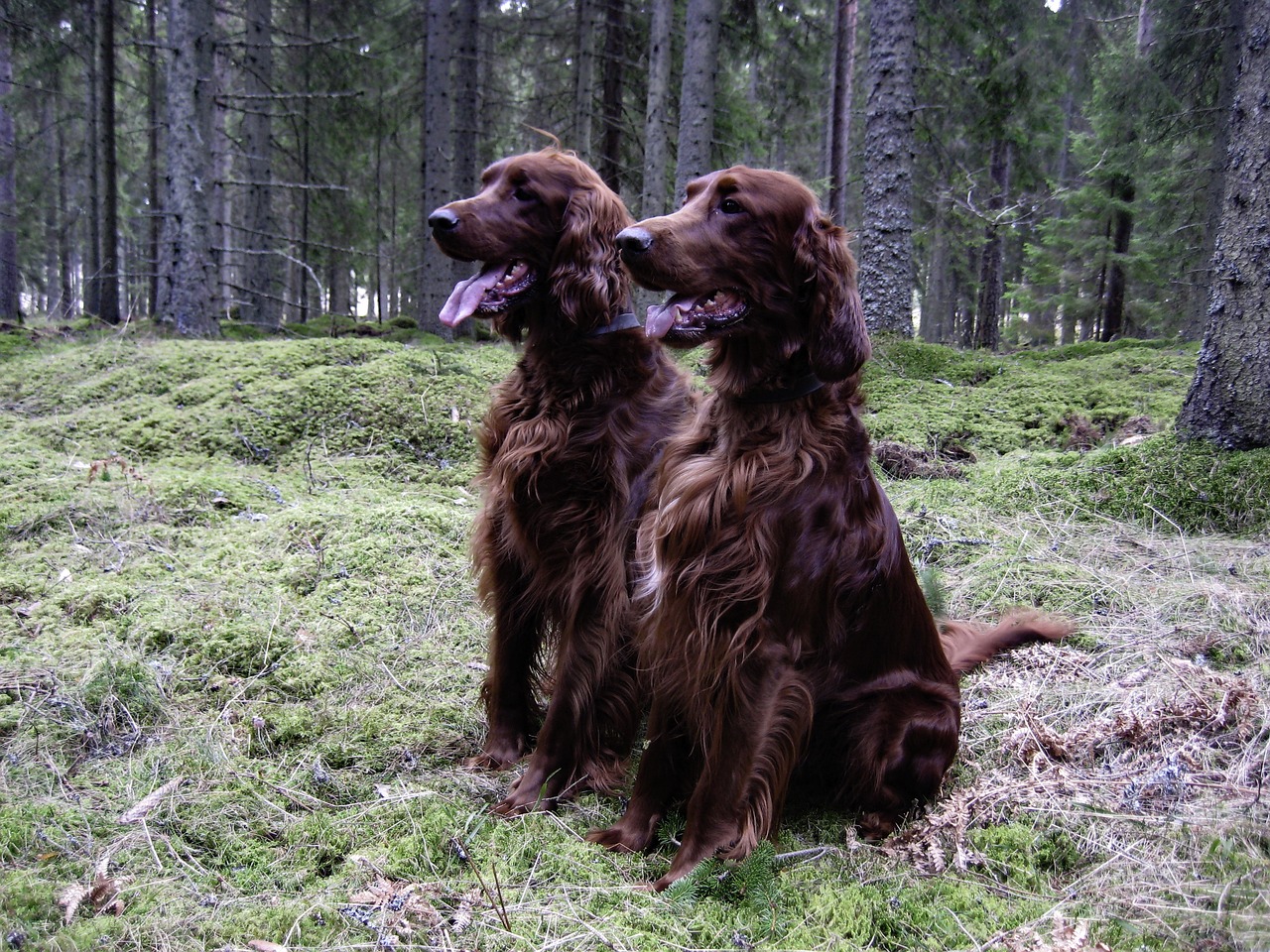 Setter-ul – caracteristici pe tipuri - Animalutze.com