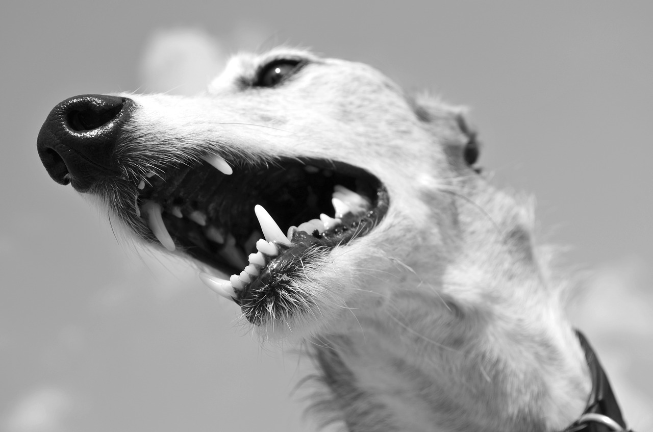 Ogarul Englez (Greyhound) - Originile și caracteristicile rasei Greyhound