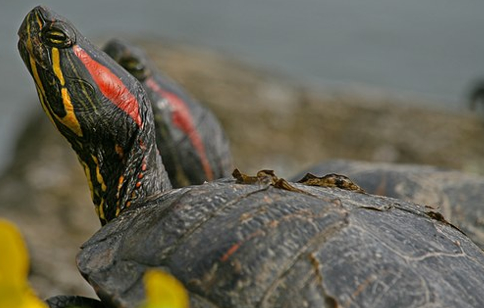 Nu eliberaţi ţestoase cu Tâmple roşii sau de Florida (Trachemys scripta ...