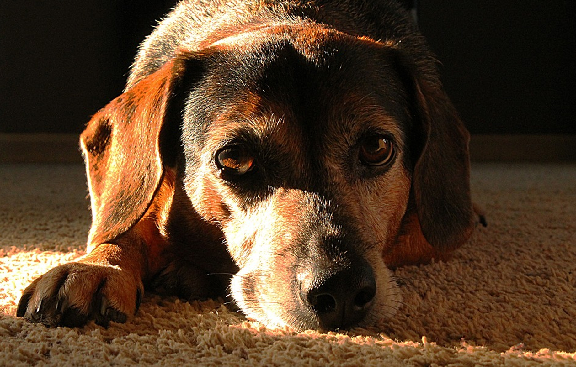 Paraziții - Generalități - Animalutze.com