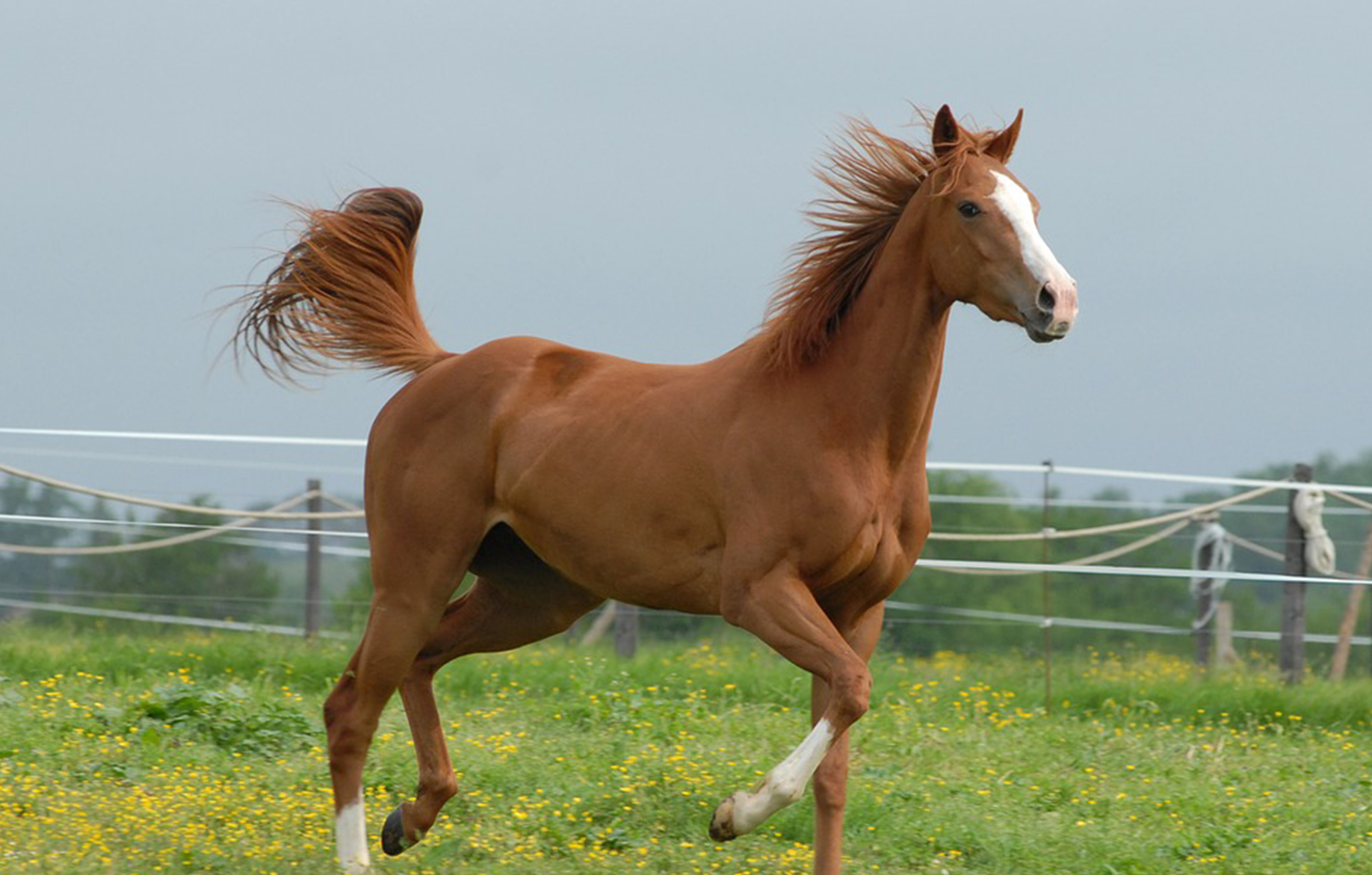 Domesticirea cailor - mai veche decât se credea - Animalutze.com