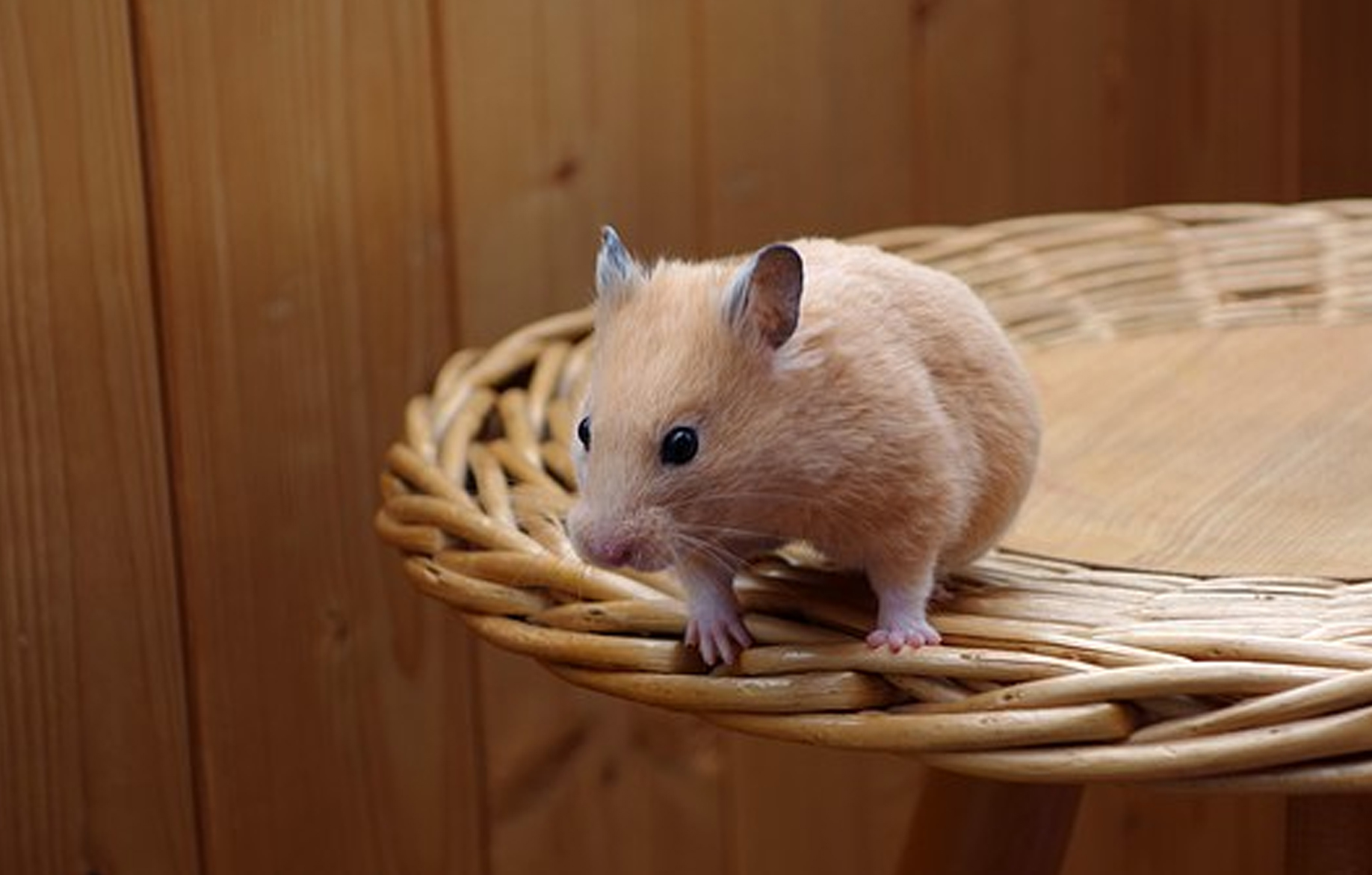 Hamsterul sirian (hamsterul auriu) - Animalutze.com