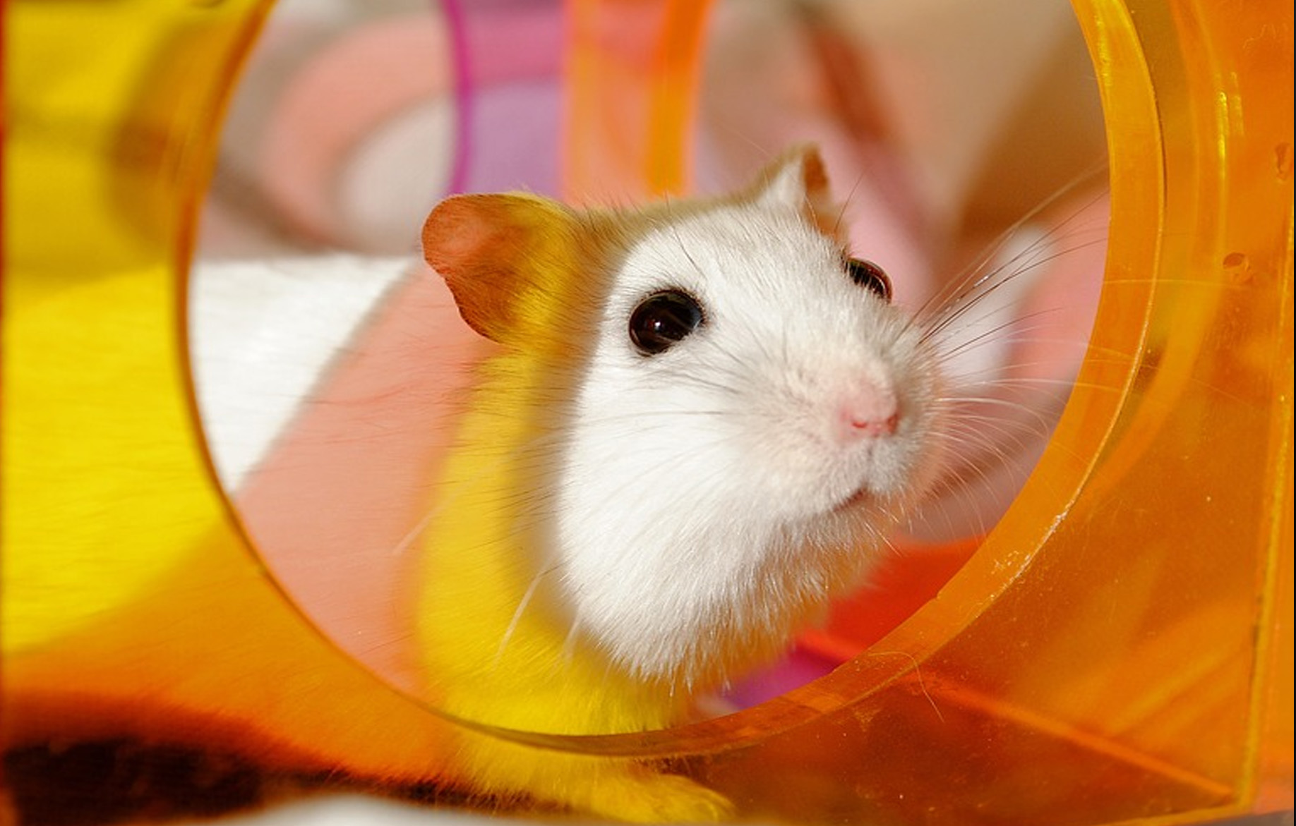 Hamsterul - Animalutze.com