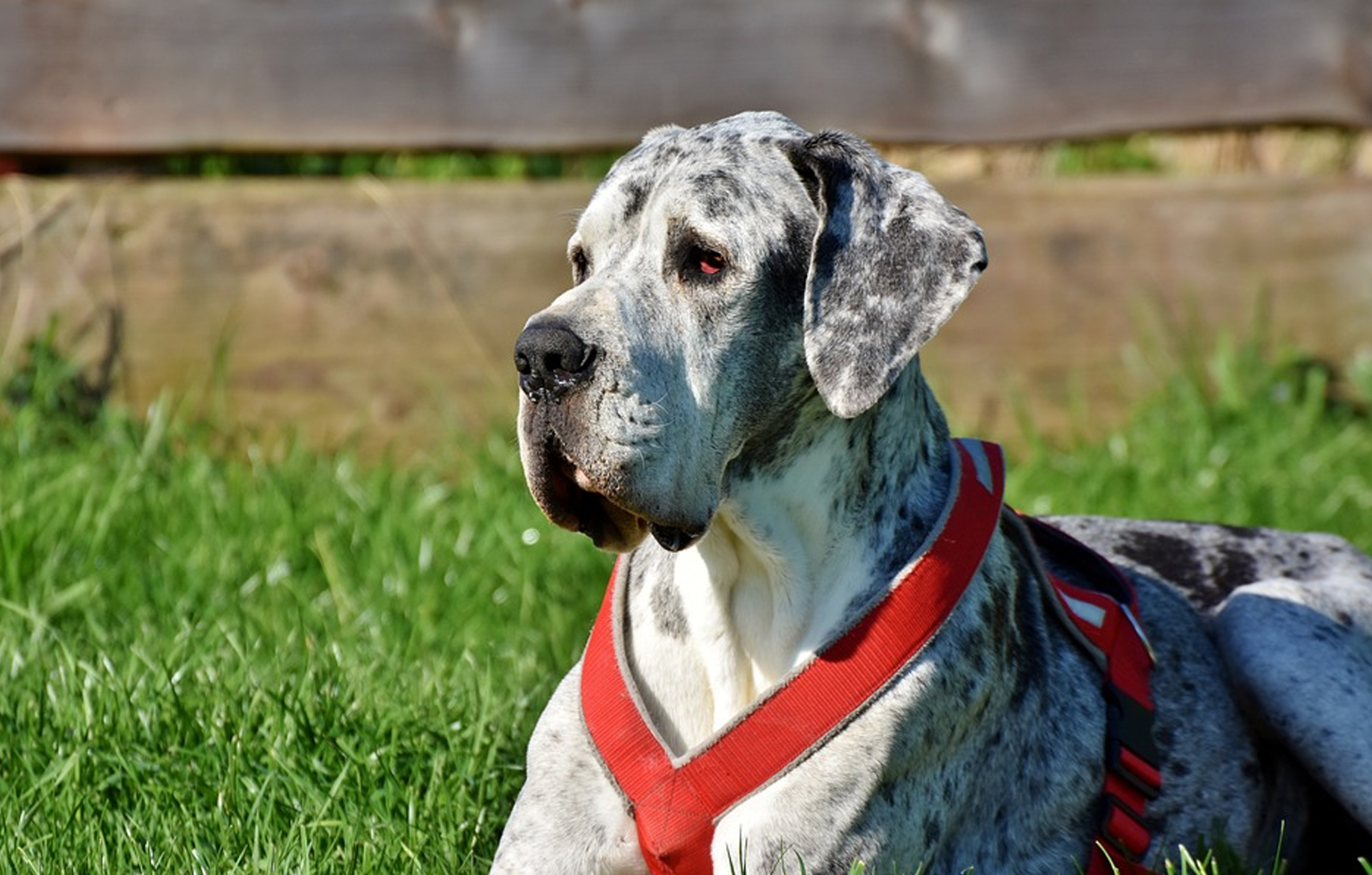 Dog German sau Marele Danez