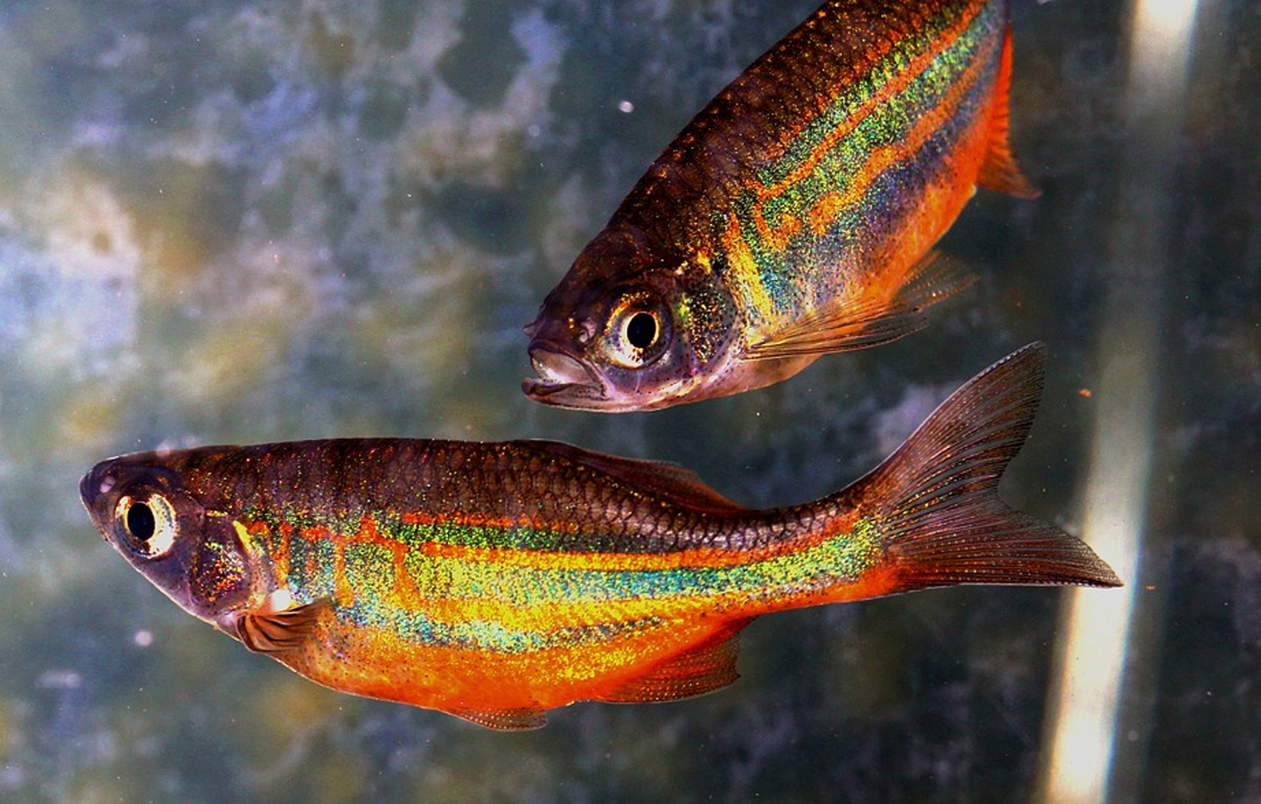 Peștele Curcubeu - Animalutze.com