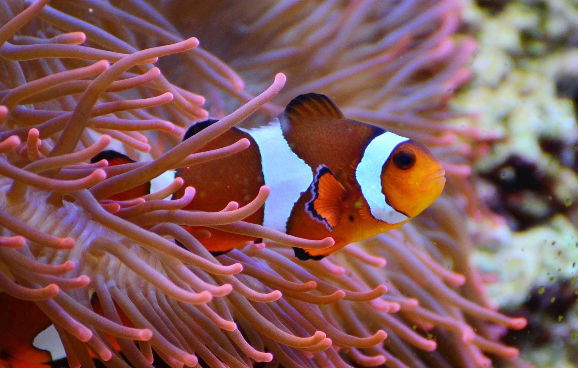 Peștele Clown - Animalutze.com