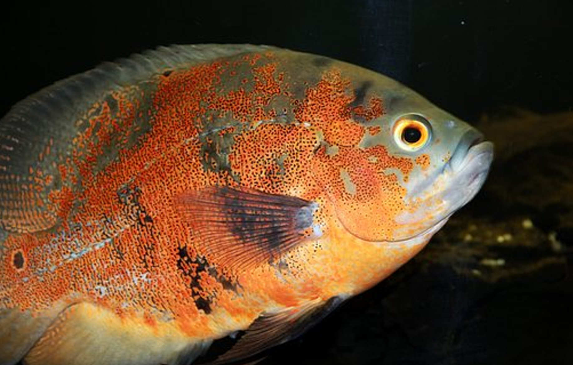 Astronotus ocellatus (Oscar) - Animalutze.com