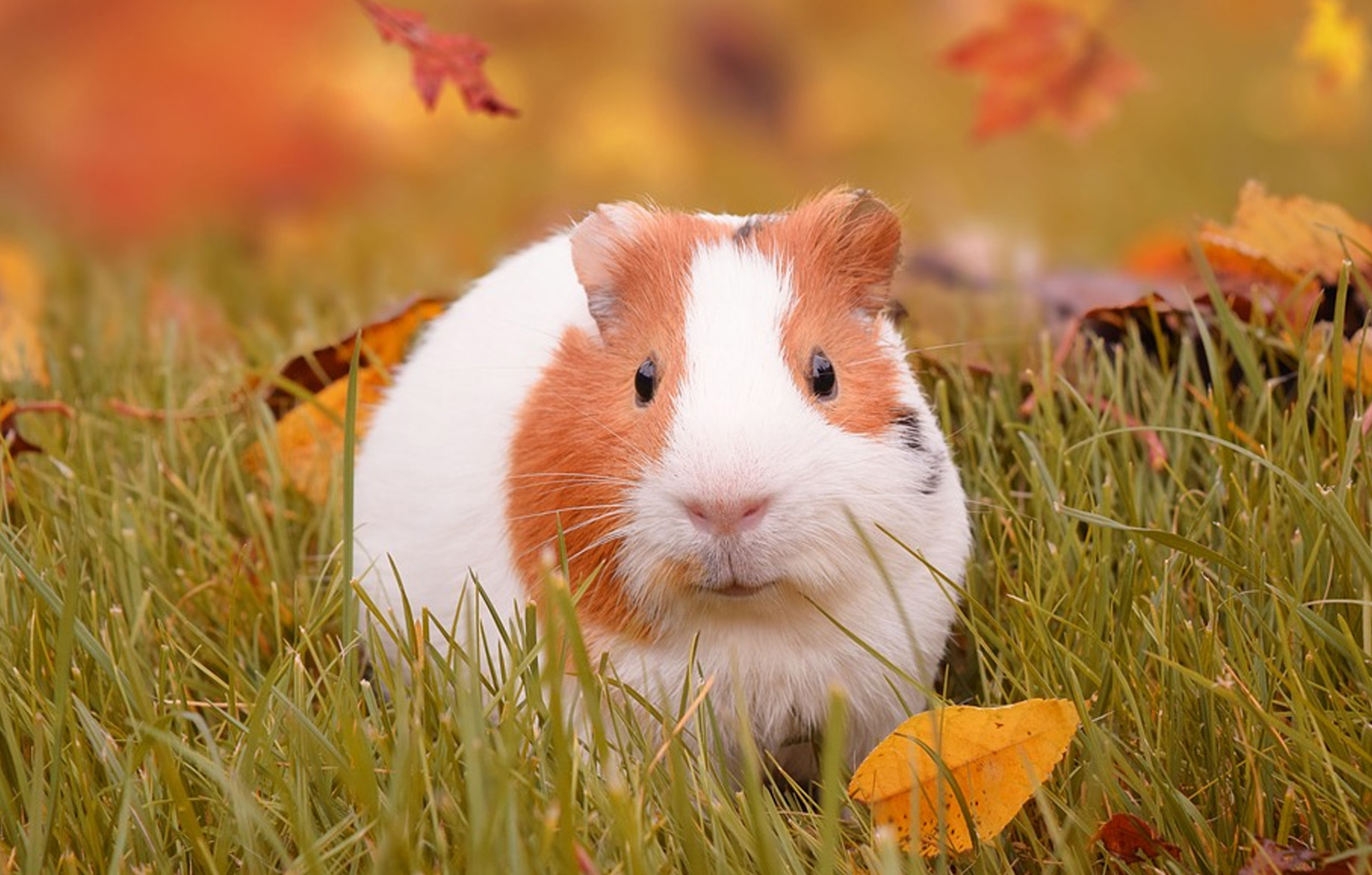 Porcușorul de Guineea - generalități - Animalutze.com