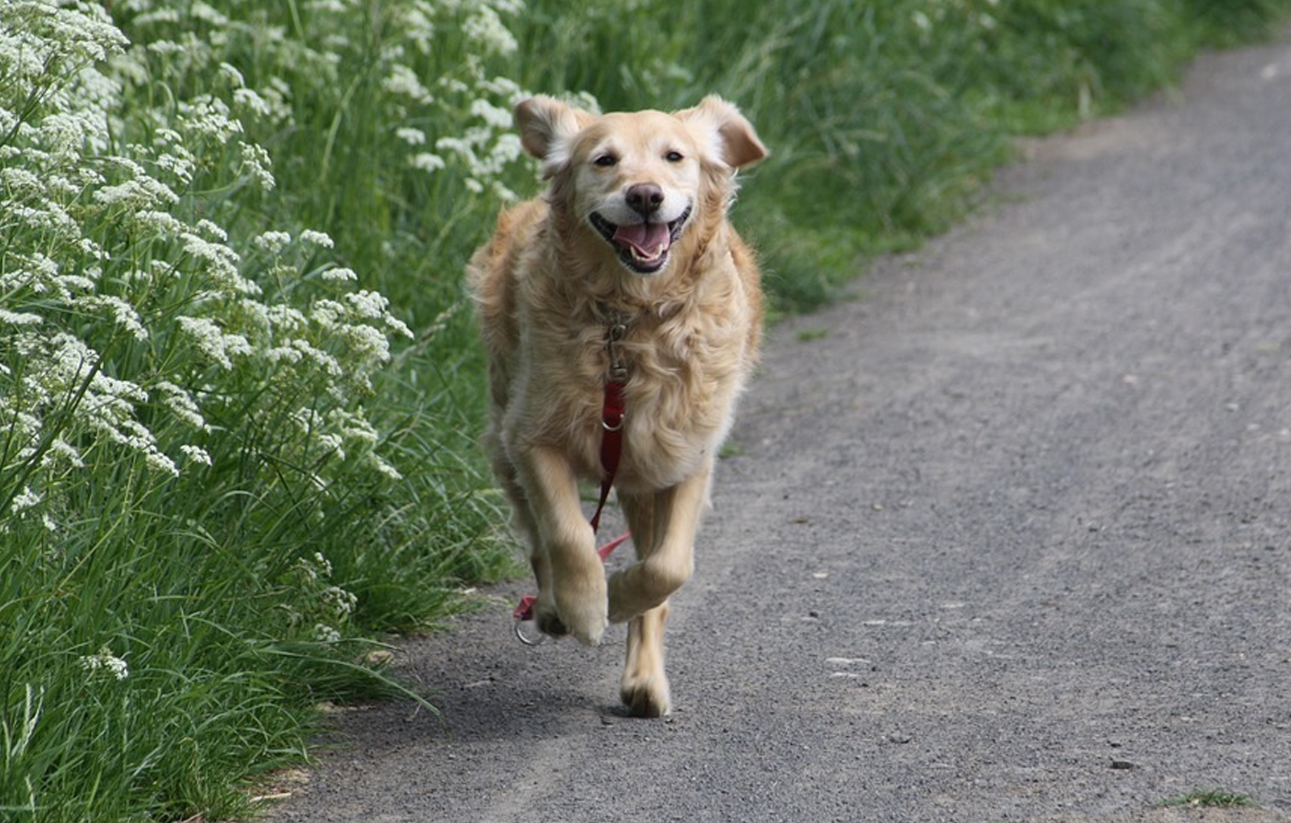 Câinele tău vine când îl chemi? - Animalutze.com