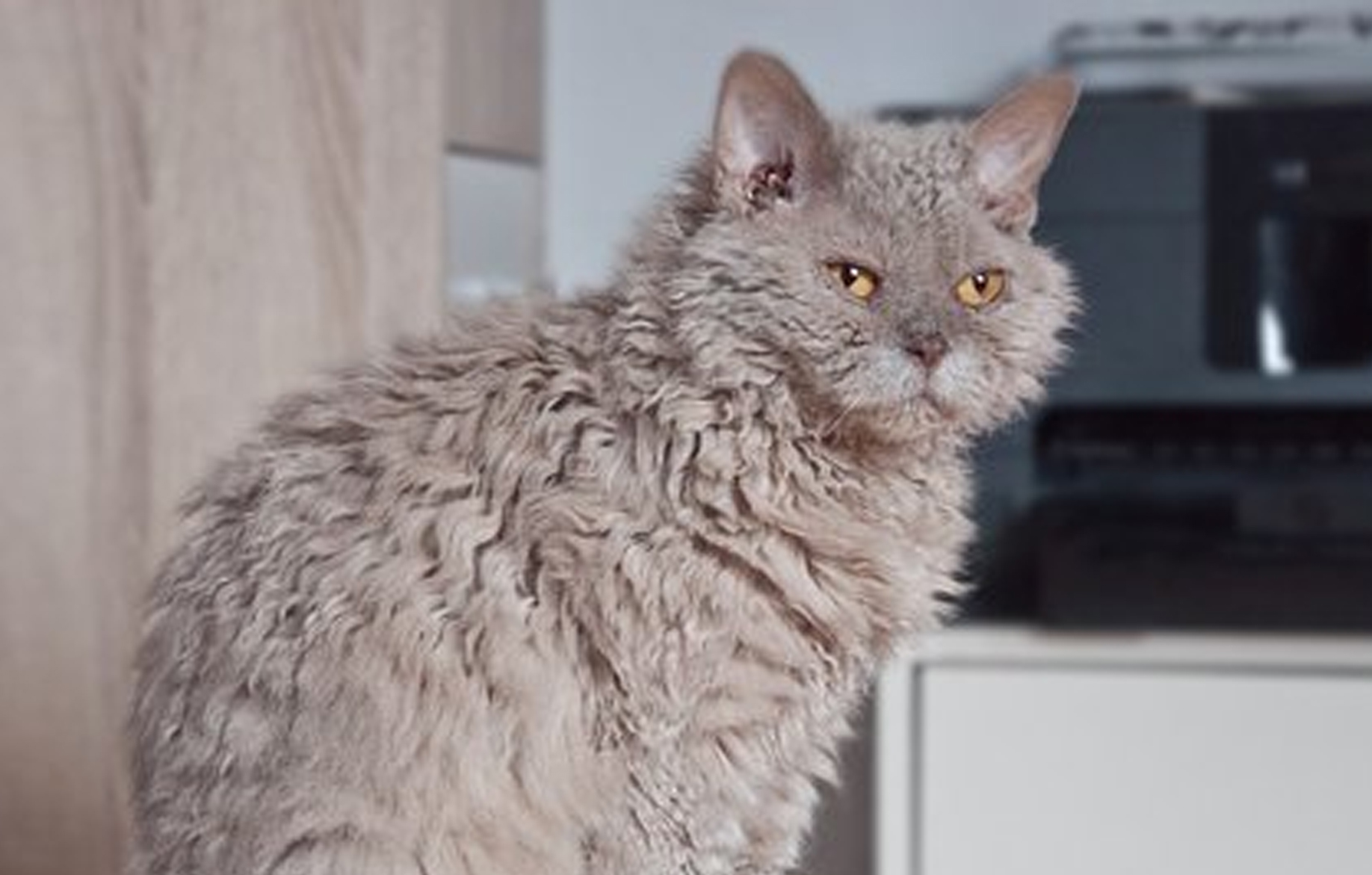 Selkirk REX - Animalutze.com