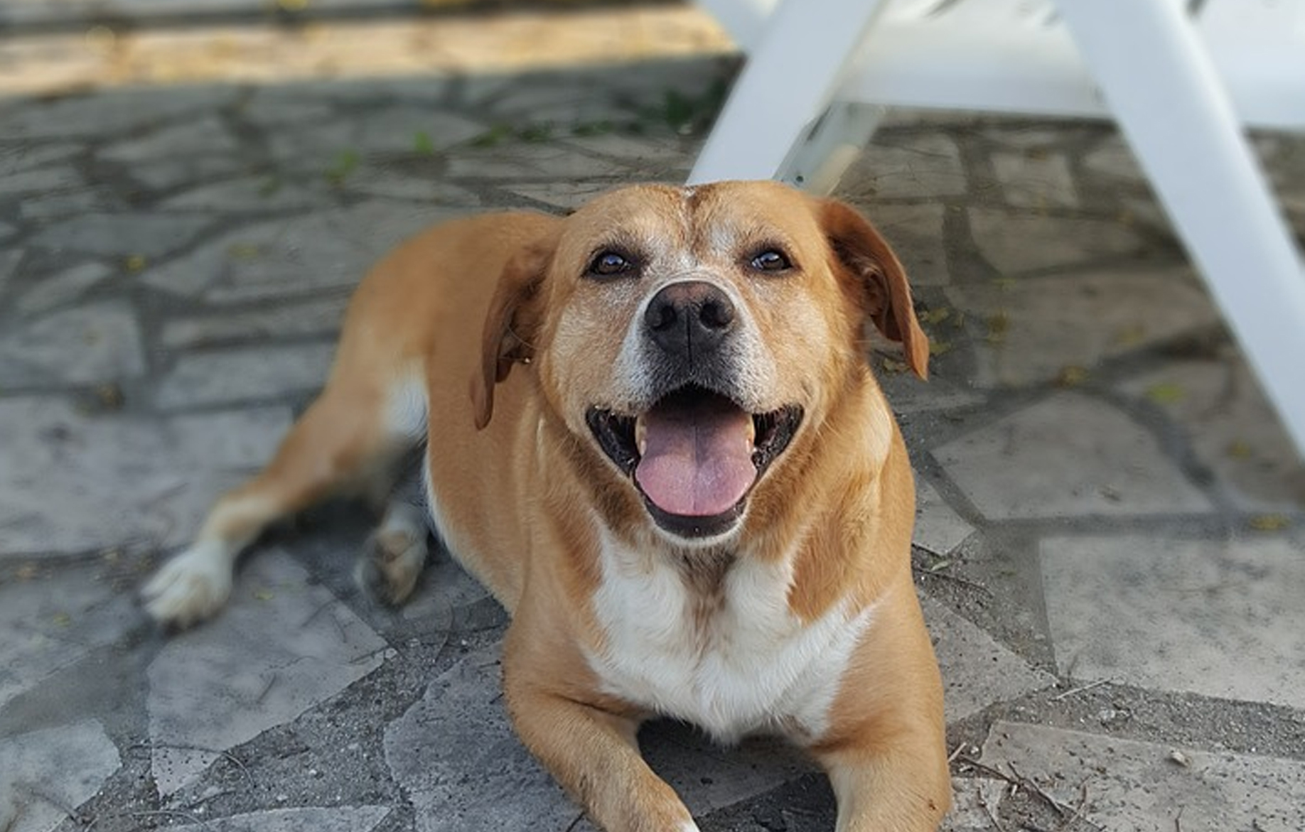 Câine adult, de la curte la bloc - Animalutze.com