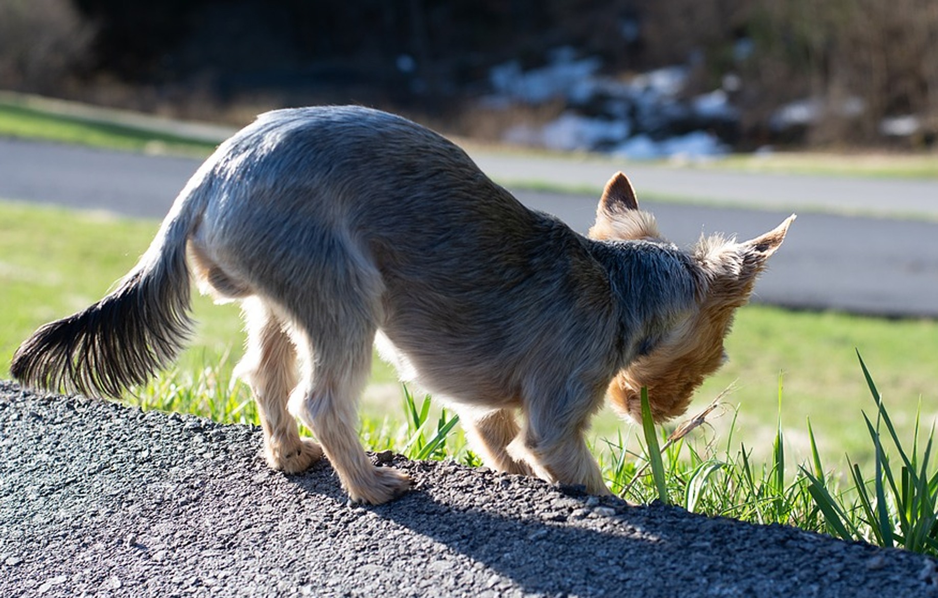 Coprofagia la câine - Animalutze.com