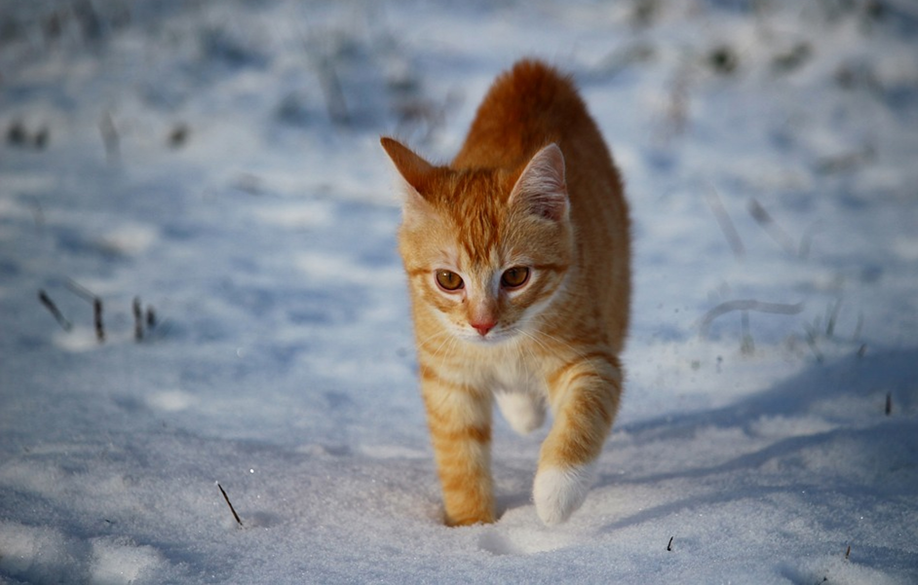 Degerăturile la pisici - Animalutze.com