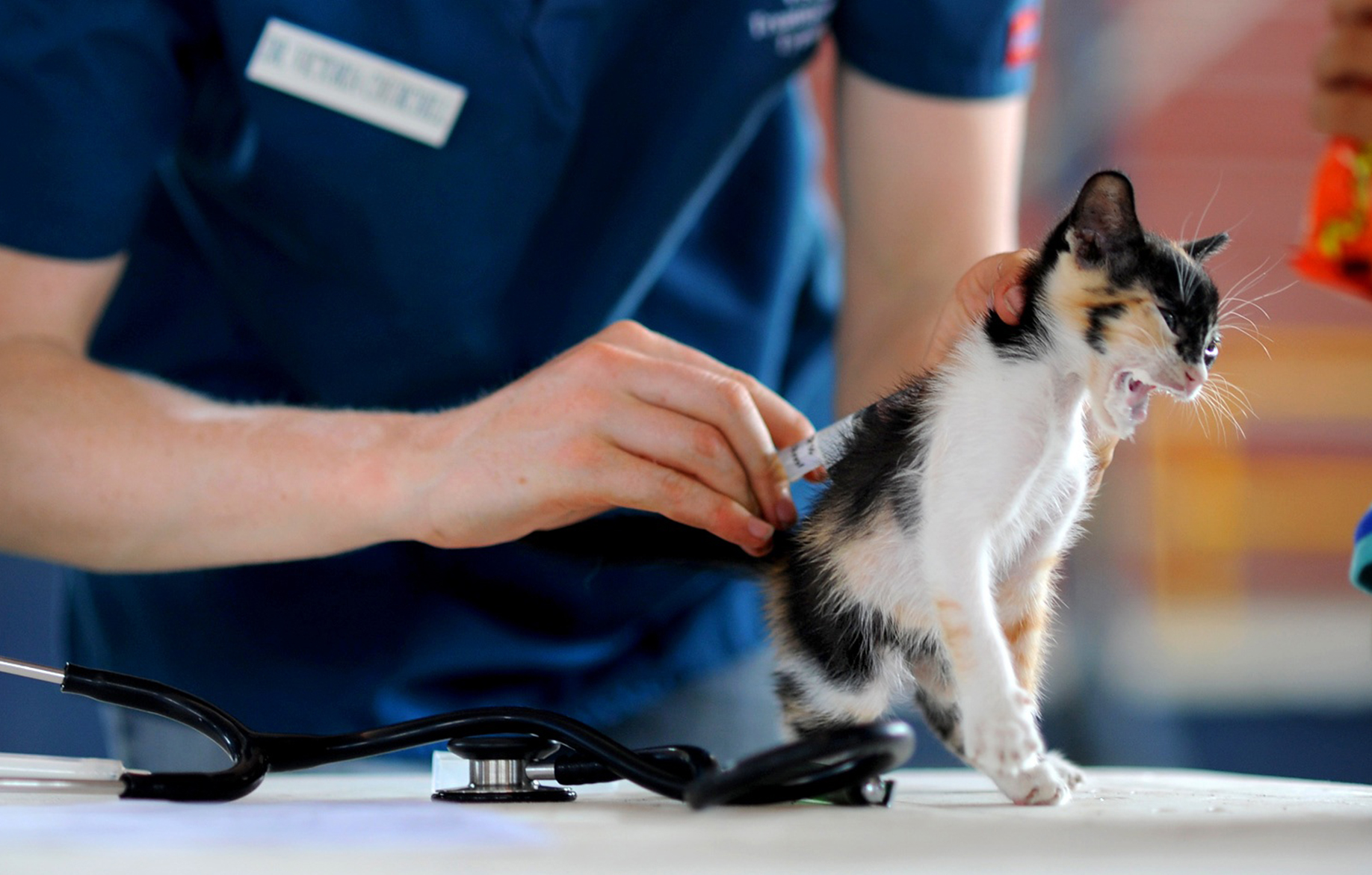 Schemă vaccinare și deparazitare pisici - Animalutze.com